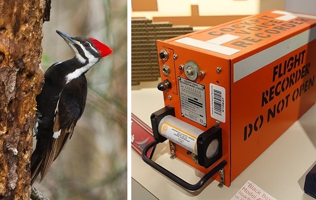 Inventions inspired by the abilities of animals