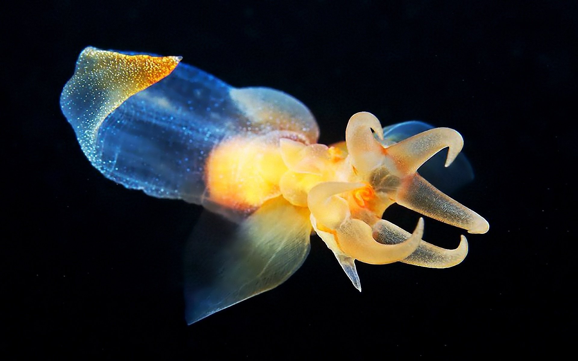 20 Interesting Squid Facts