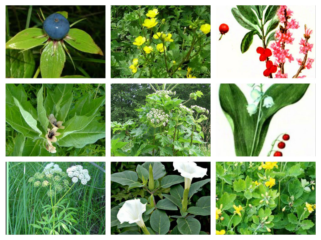 Toxic nature: 10 poisons growing on the ground