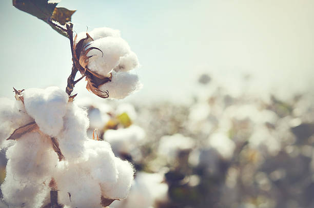 Interesting facts about cotton