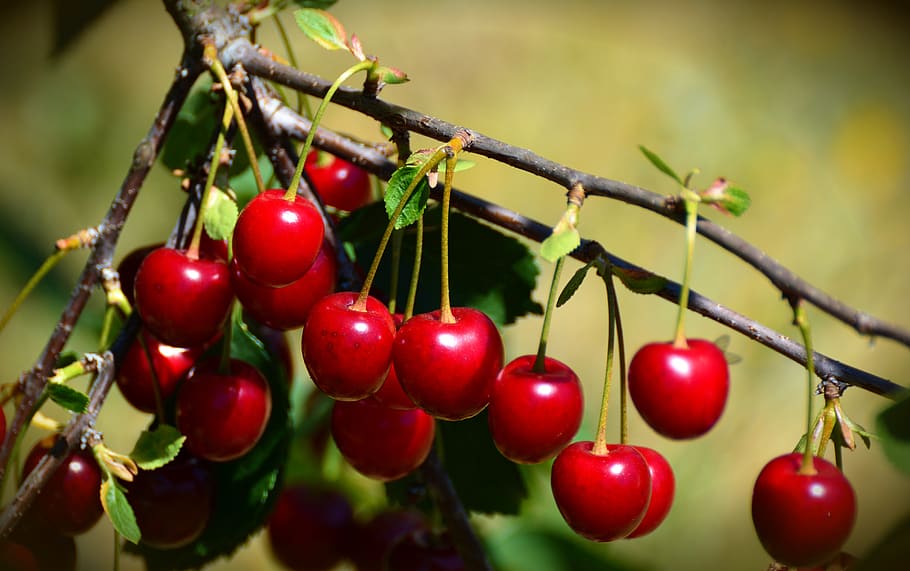 Interesting facts about sour cherry
