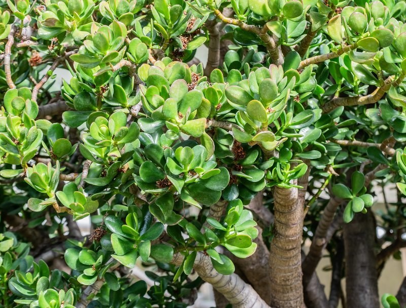 Features of the genus Crassula