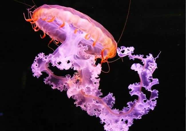 10 biggest and most dangerous sea jellyfish in the world