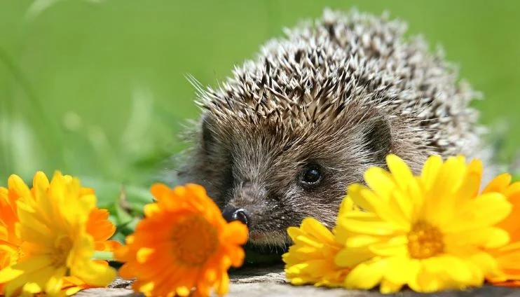 Interesting facts about hedgehogs